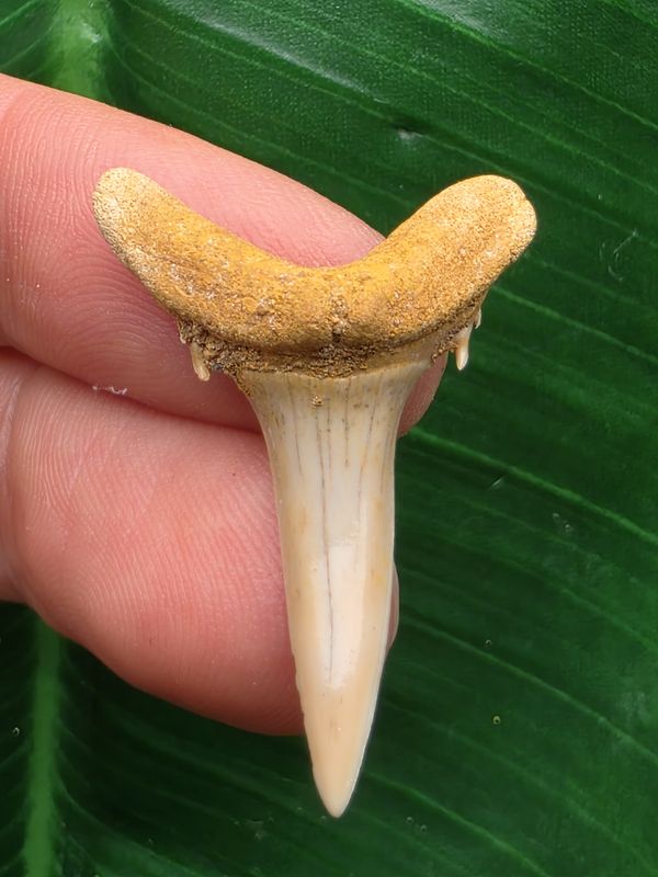 3.3 cm tooth of Araloselachus cuspidatus