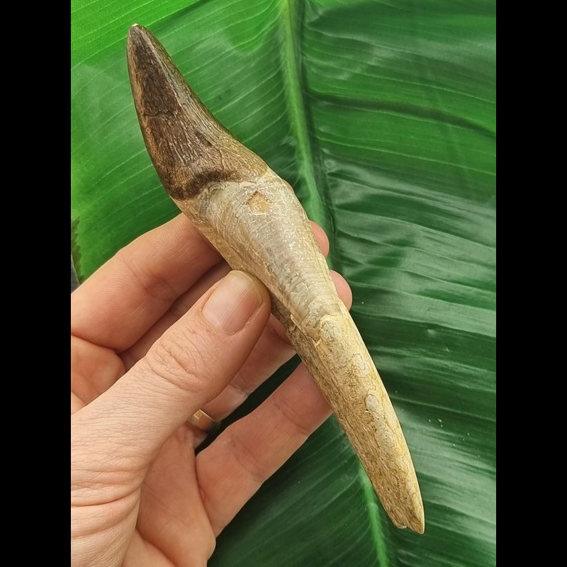 basilosaurus tooth size