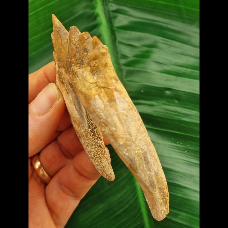 basilosaurus tooth size