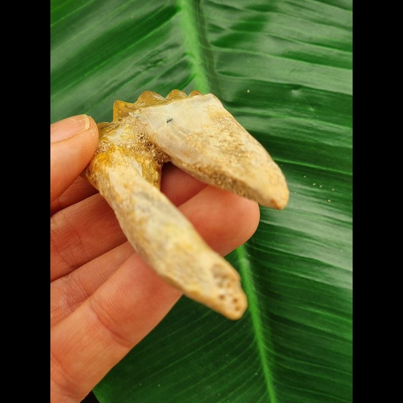 basilosaurus tooth size