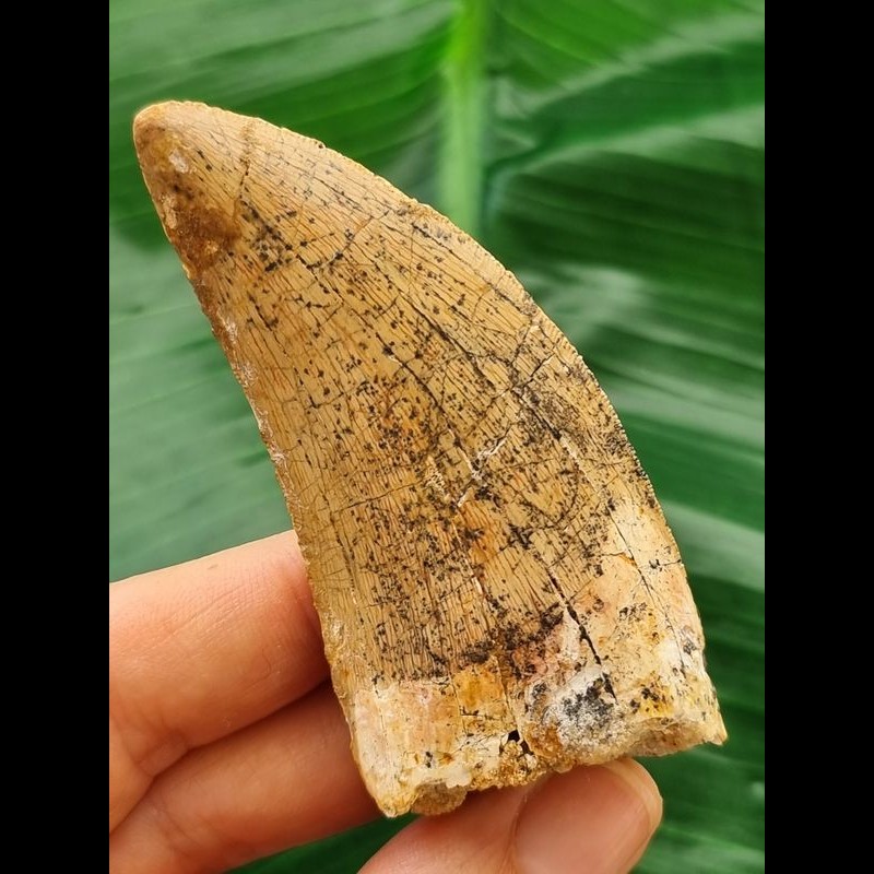 7,8 cm schöner heller Zahn des Carcharodontosaurus [D192]