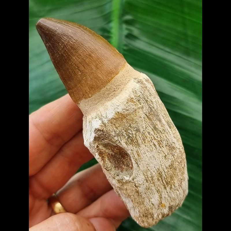 mosasaurus tooth