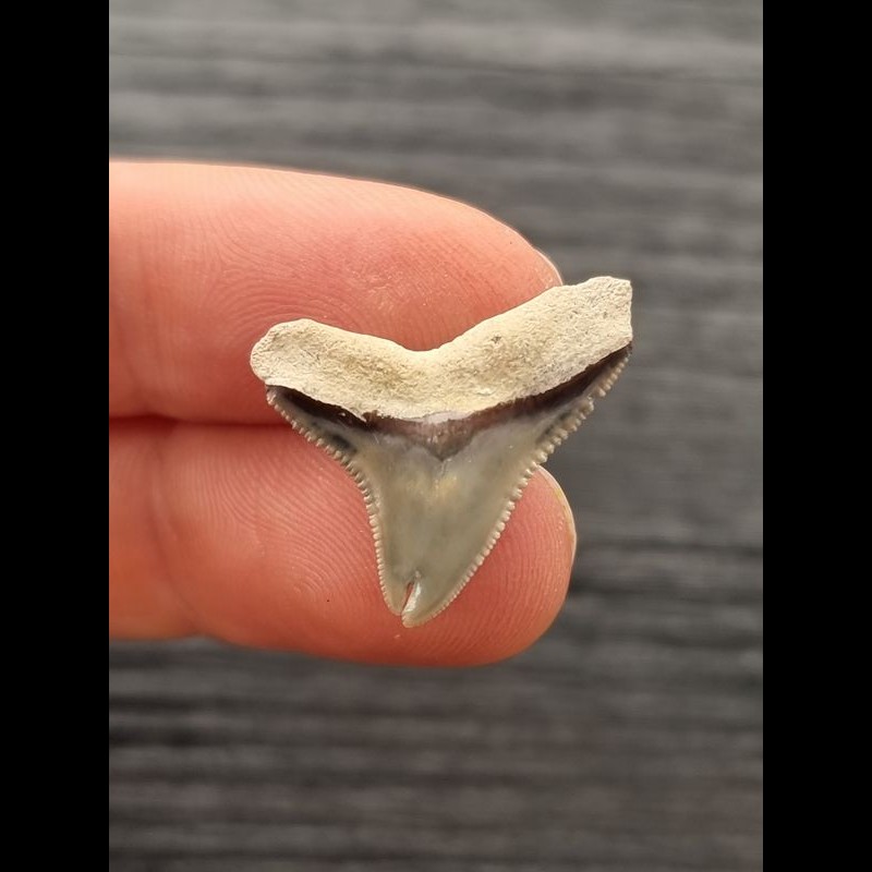 finetooth shark teeth