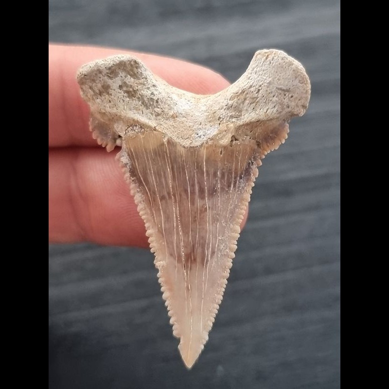 4,5 cm scharfer Zahn des Palaeocarcharodon Orientalis [AZ67]