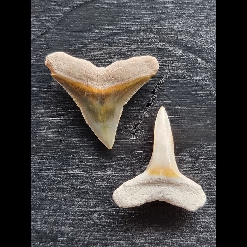 blacknose shark teeth