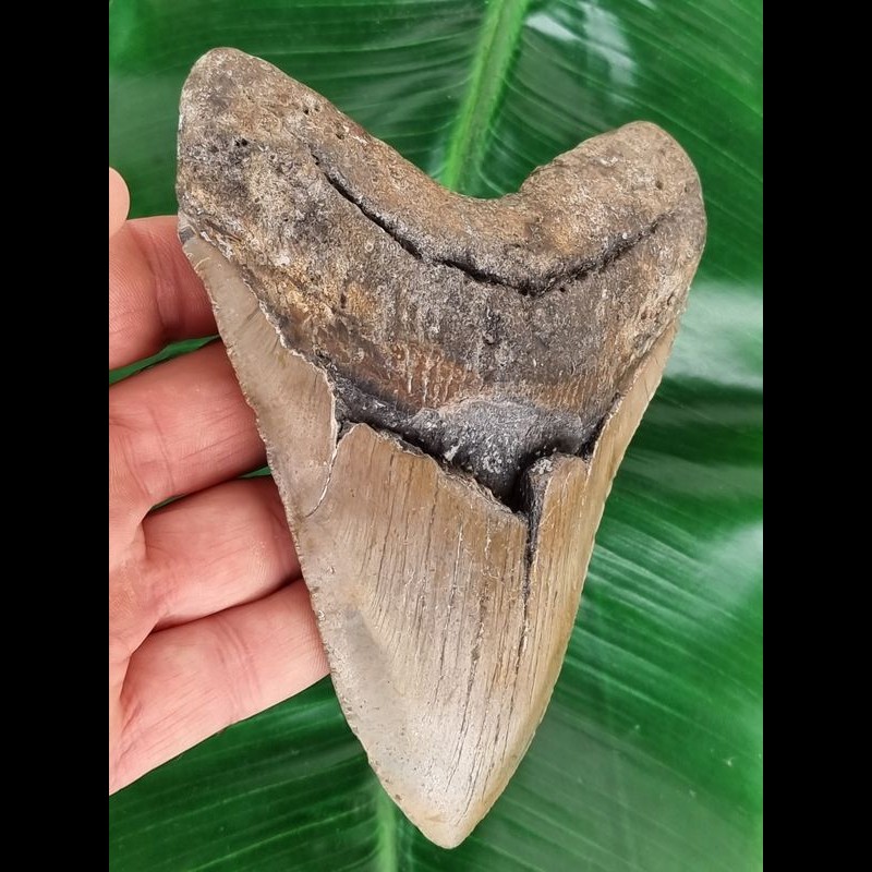 14.2 cm large tooth of Megalodon with broad root [TX675]