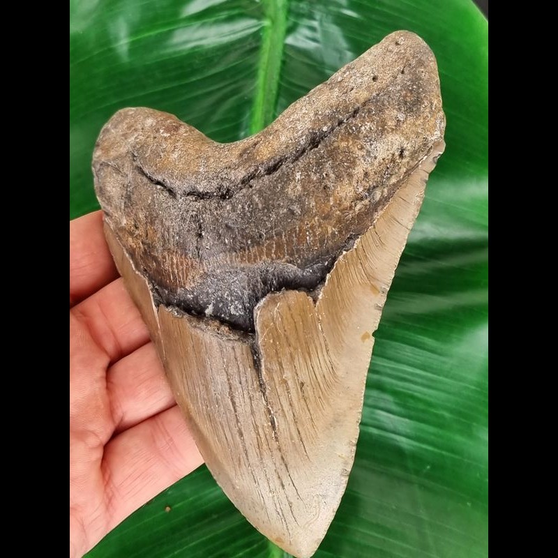 14.2 cm large tooth of Megalodon with broad root [TX675]