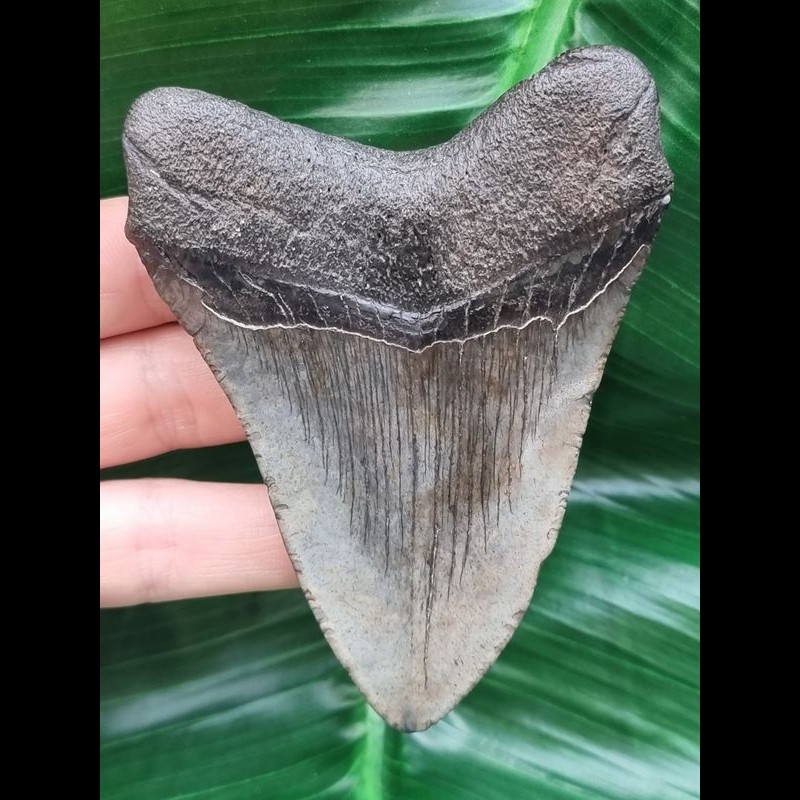 9,5-cm-grau---brauner-Zahn-des-Megalodon