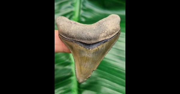 5,3-cm-Zahn-des-Megalodon-mit-toller-schwarzer-Bourlette-aus