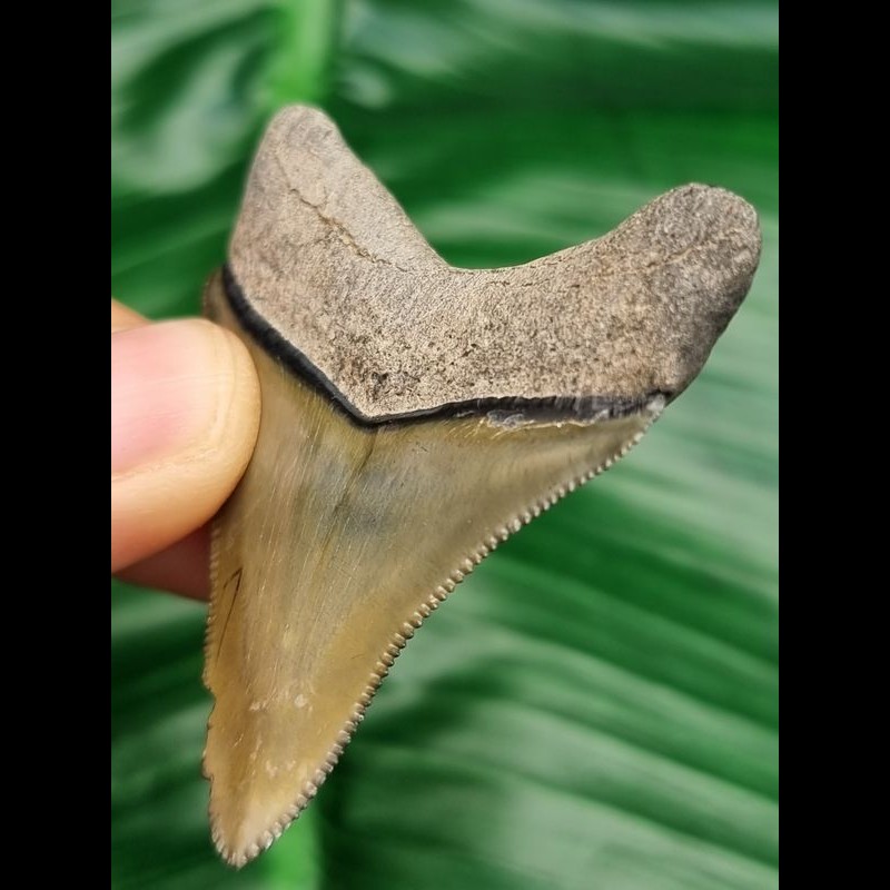 5,3-cm-Zahn-des-Megalodon-mit-toller-schwarzer-Bourlette-aus-Florida