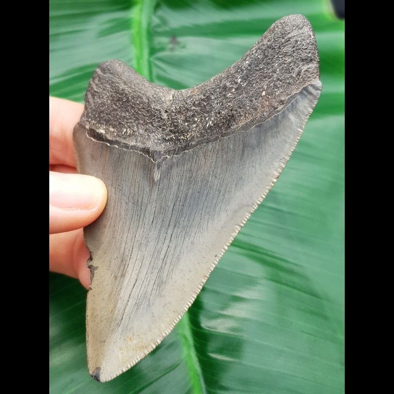 9,5-cm-graublauer-Zahn-des-Megalodon-mit-breiter-Bourlette