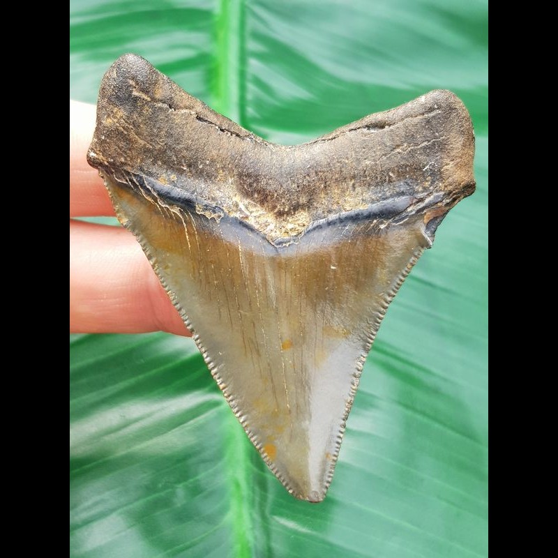 6,3-cm--Zahn-des-Carcharocles-chubutensis-mit-toller-Faerbung-aus-den-USA