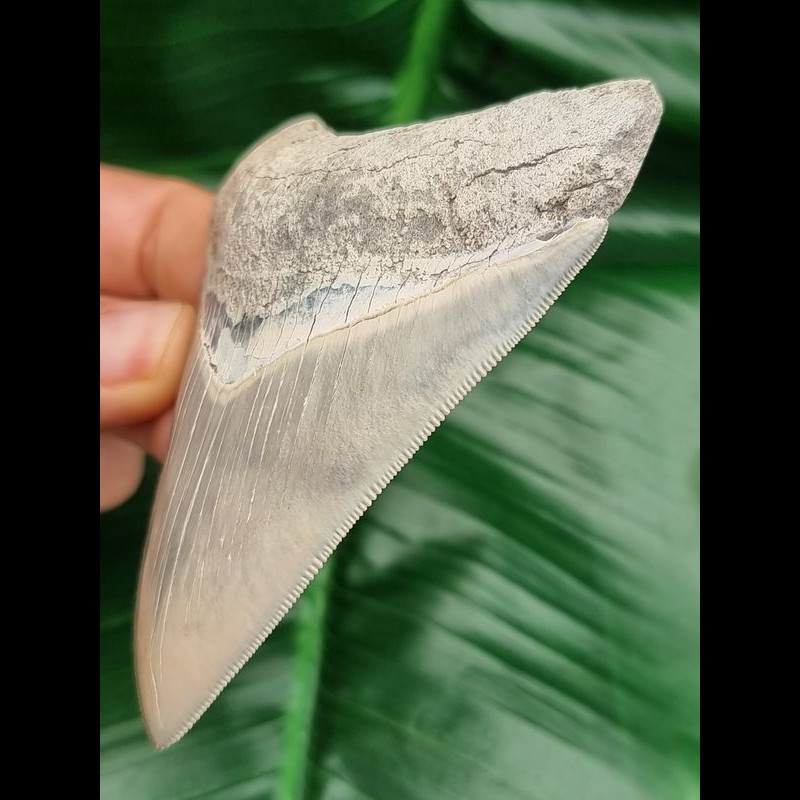 9,7-cm-scharfer-Zahn-des-Megalodon-mit-farbreicher-Bourlette