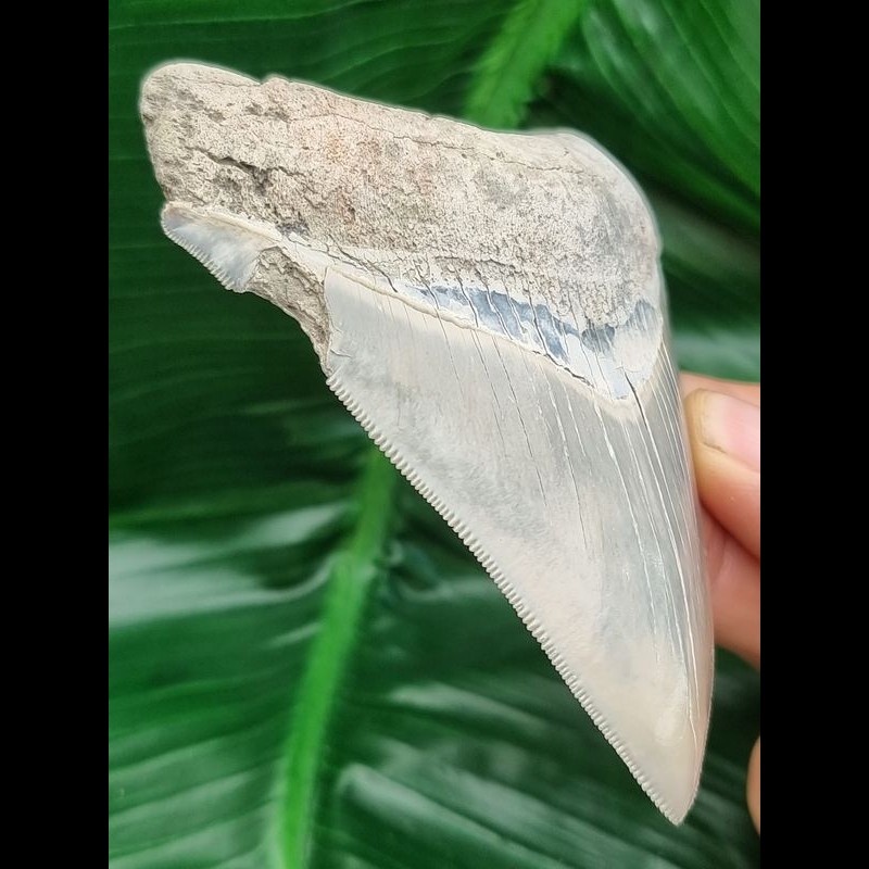 9,7-cm-scharfer-Zahn-des-Megalodon-mit-farbreicher-Bourlette