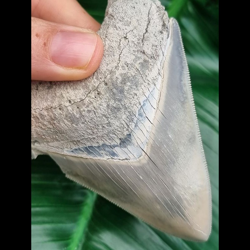 9,7-cm-scharfer-Zahn-des-Megalodon-mit-farbreicher-Bourlette