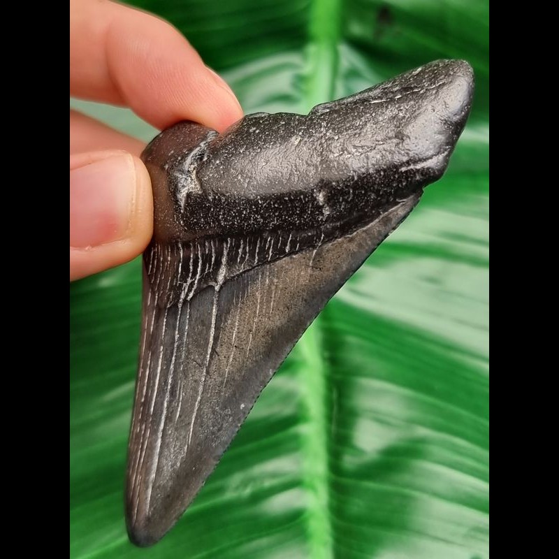 8,5-cm-Zahnfagment-des-Megalodon-