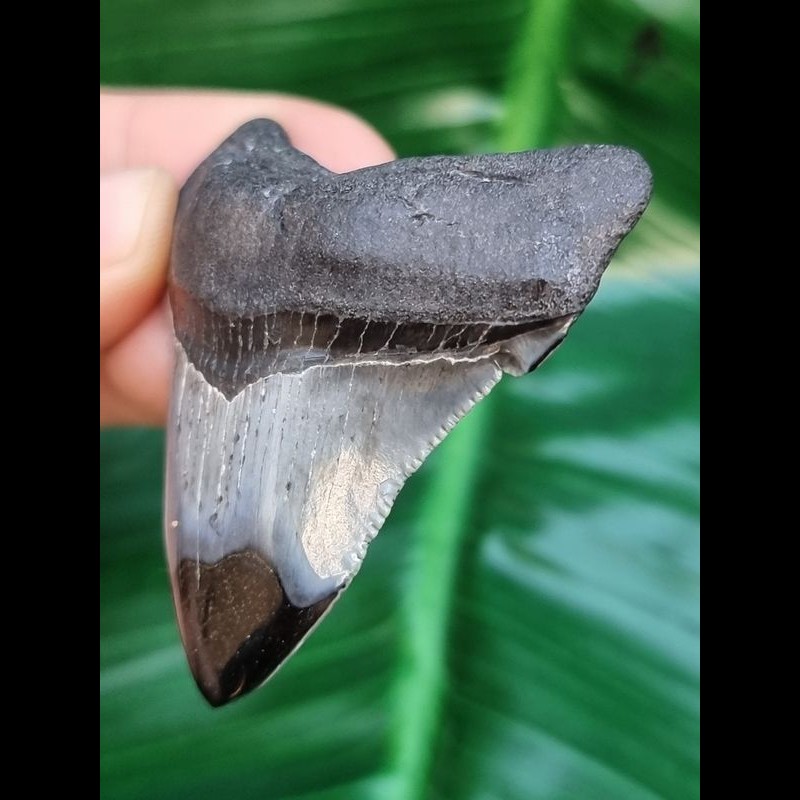 5,7-cm-Zahn-des-Carcharocles-Chubutensis-mit-polierter-Spitze