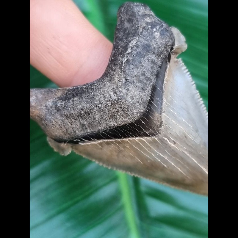 5,6-cm-wunderbar-erhaltener-Zahn-des-Carcharocles-Angustidens