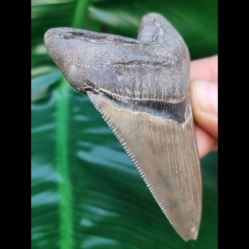 7.6-cm-razor-sharp-tooth-of-Carcharocles-Chubutensis [TX399]