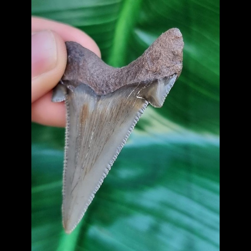 5,7-wunderbar-erhaltener-Zahn-des-Carcharocles-Auriculatus