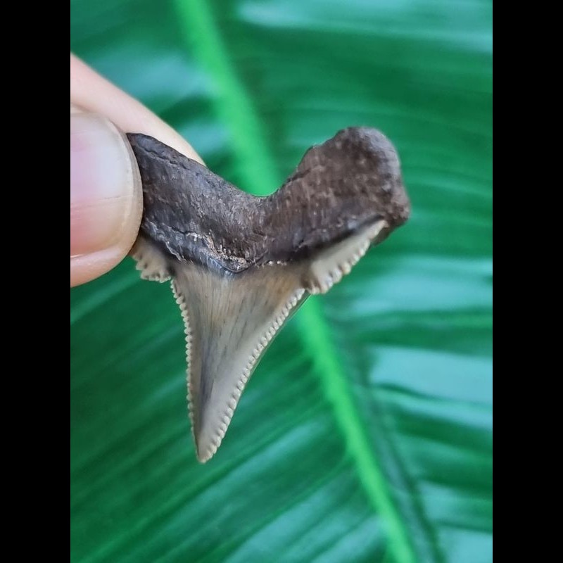 3,5-cm-fantastisch-erhaltener-Zahn-des-Carcharocles-Auriculatus