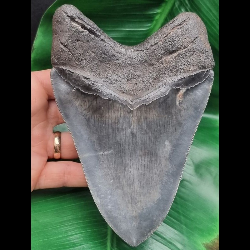 15 3 Cm Riesiger Massiver Zahn Des Megalodon