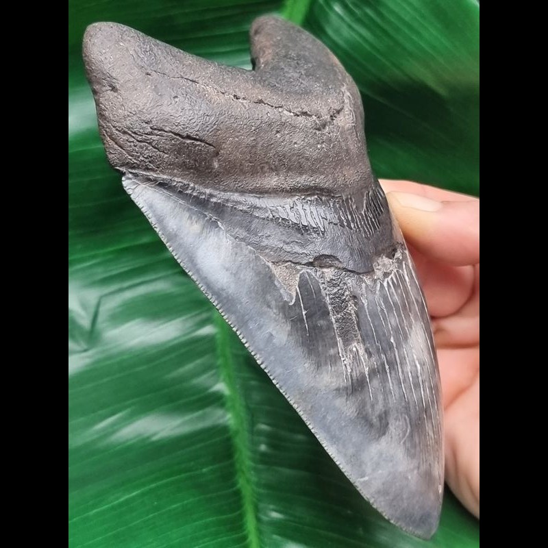15 3 Cm Riesiger Massiver Zahn Des Megalodon