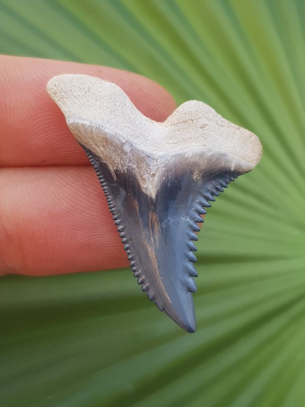 3,6-cm-beeindruckender-Zahn-des-Hemipiristis-serra-aus-dem-B