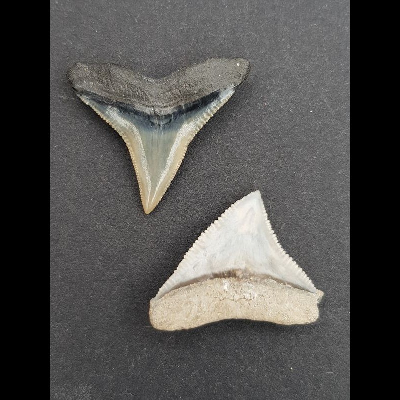 2,4-cm-Zahn-Bullenhai-und-2,2-cm-Zahn-des-Schwarzhai [AZ39]